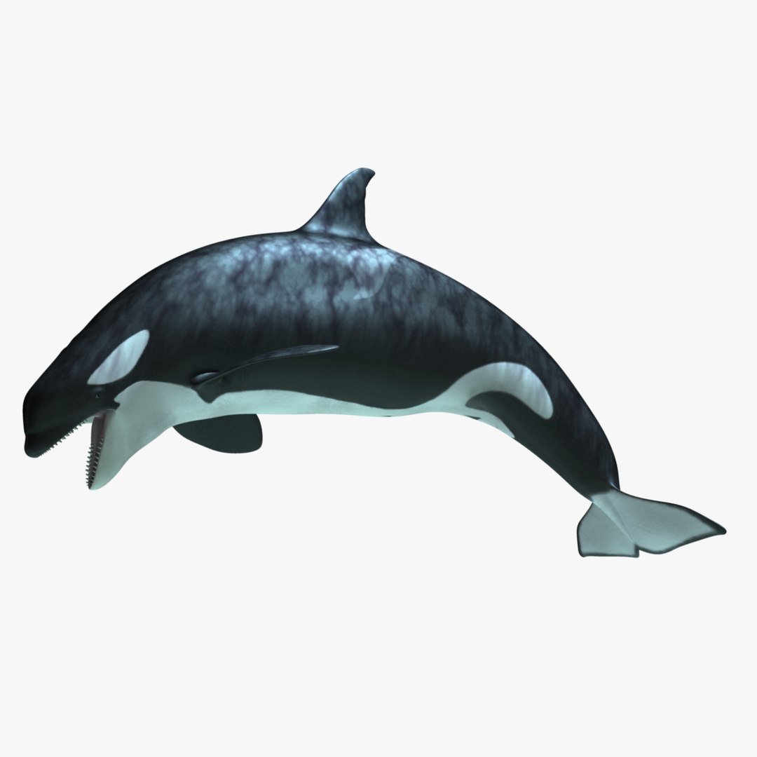 3d orcinus orca killer whale model