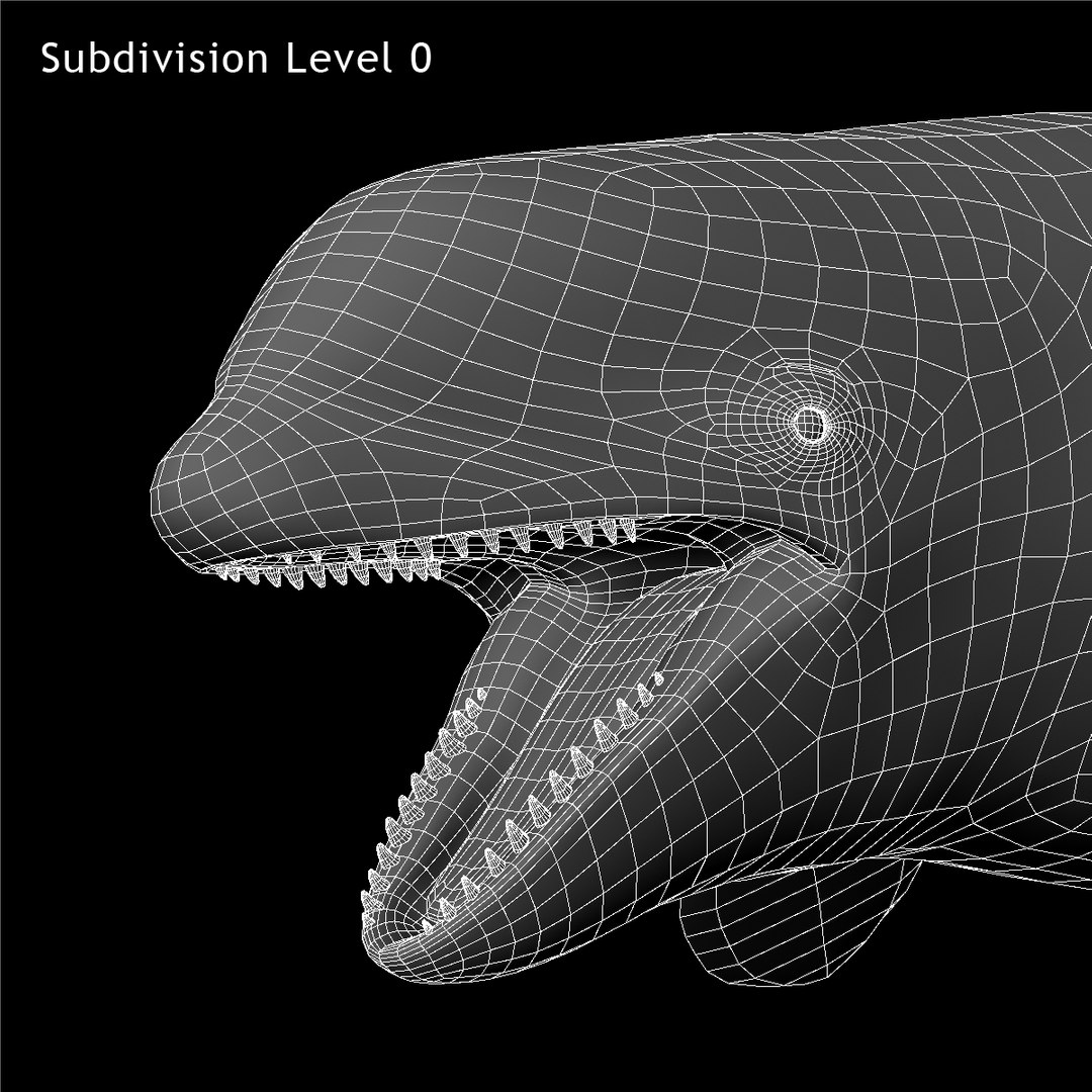 3d orcinus orca killer whale model