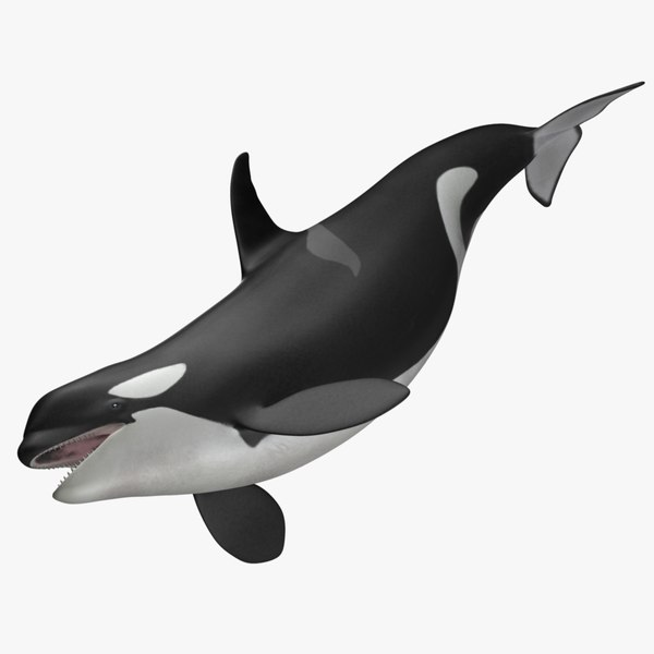 3D Orca Models | TurboSquid