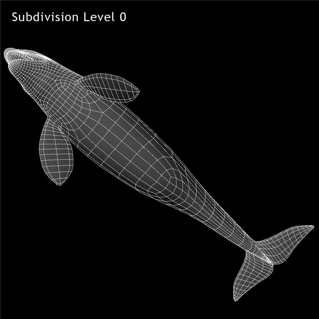3d orcinus orca killer whale model