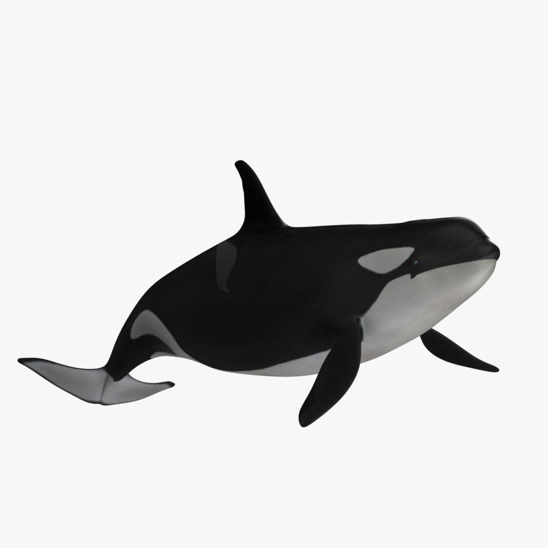 3d orcinus orca killer whale model