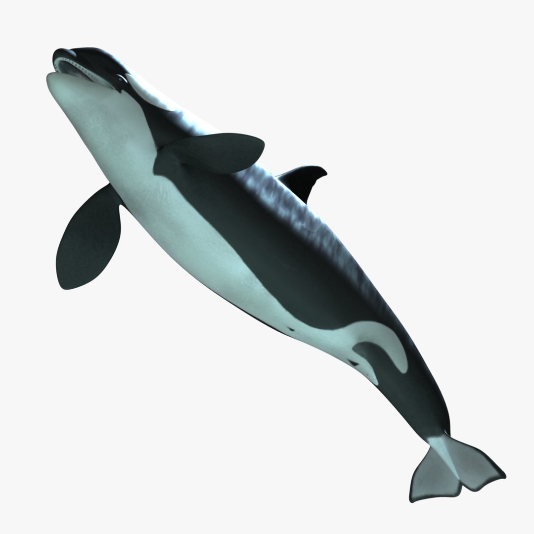 3d orcinus orca killer whale model