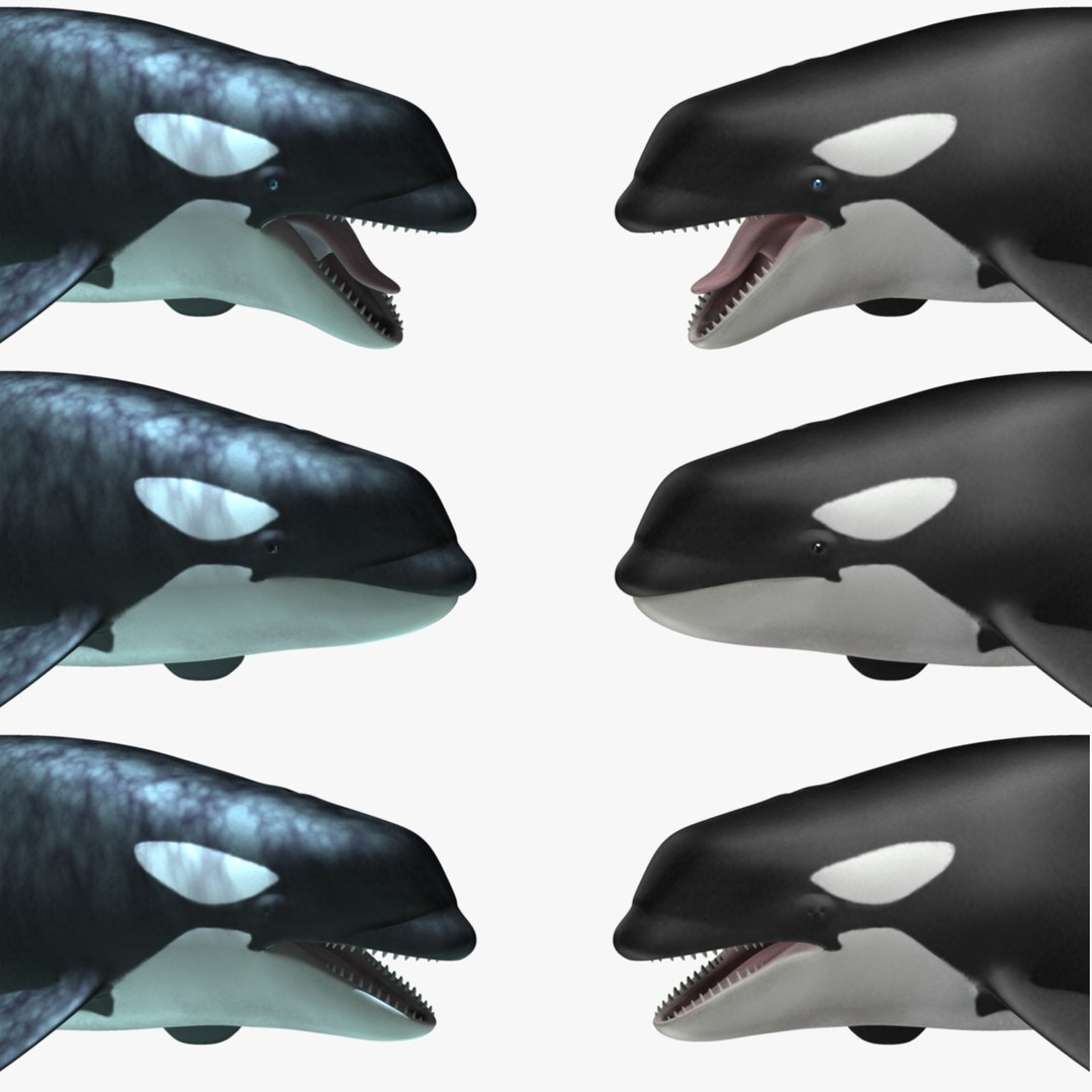 3d orcinus orca killer whale model
