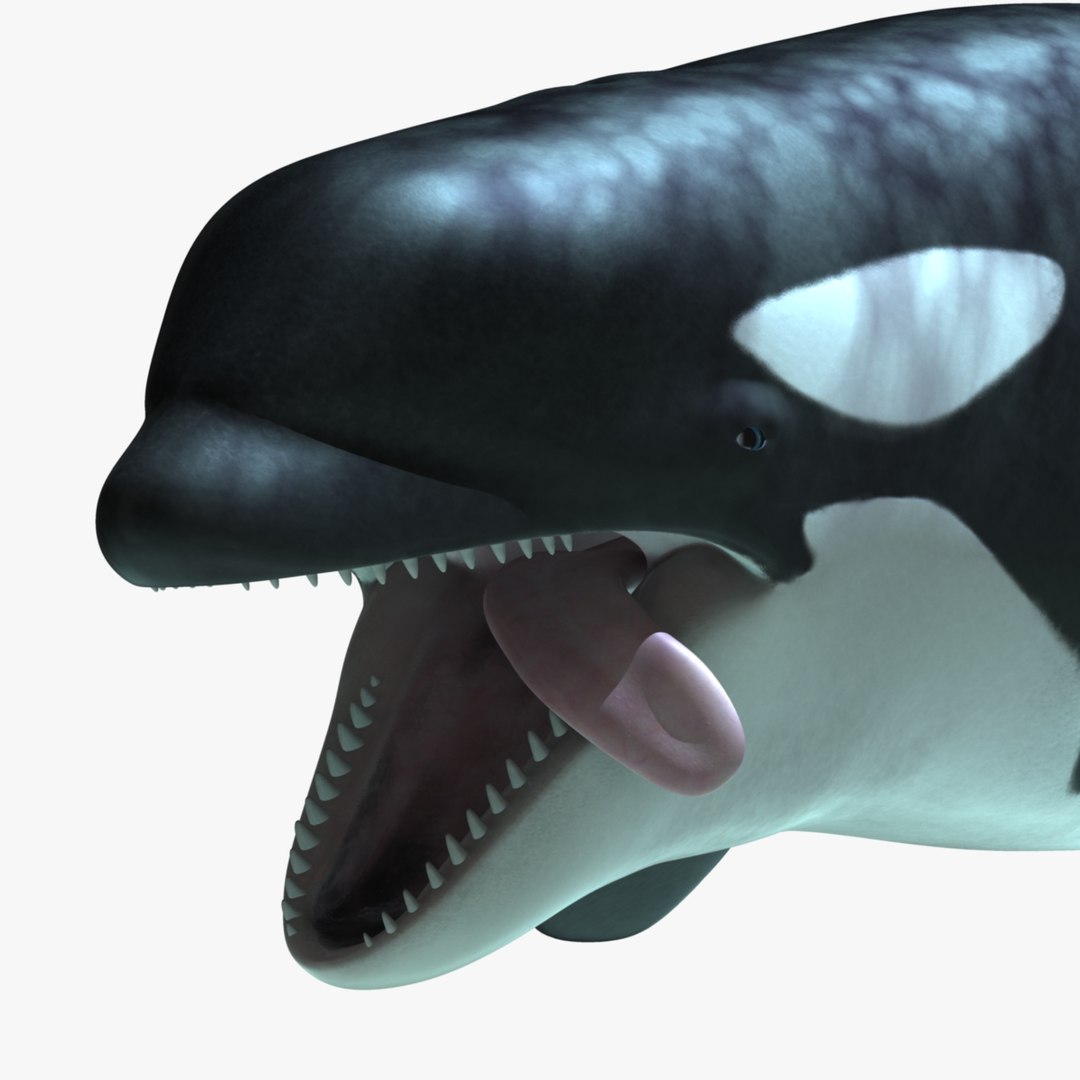 3d orcinus orca killer whale model
