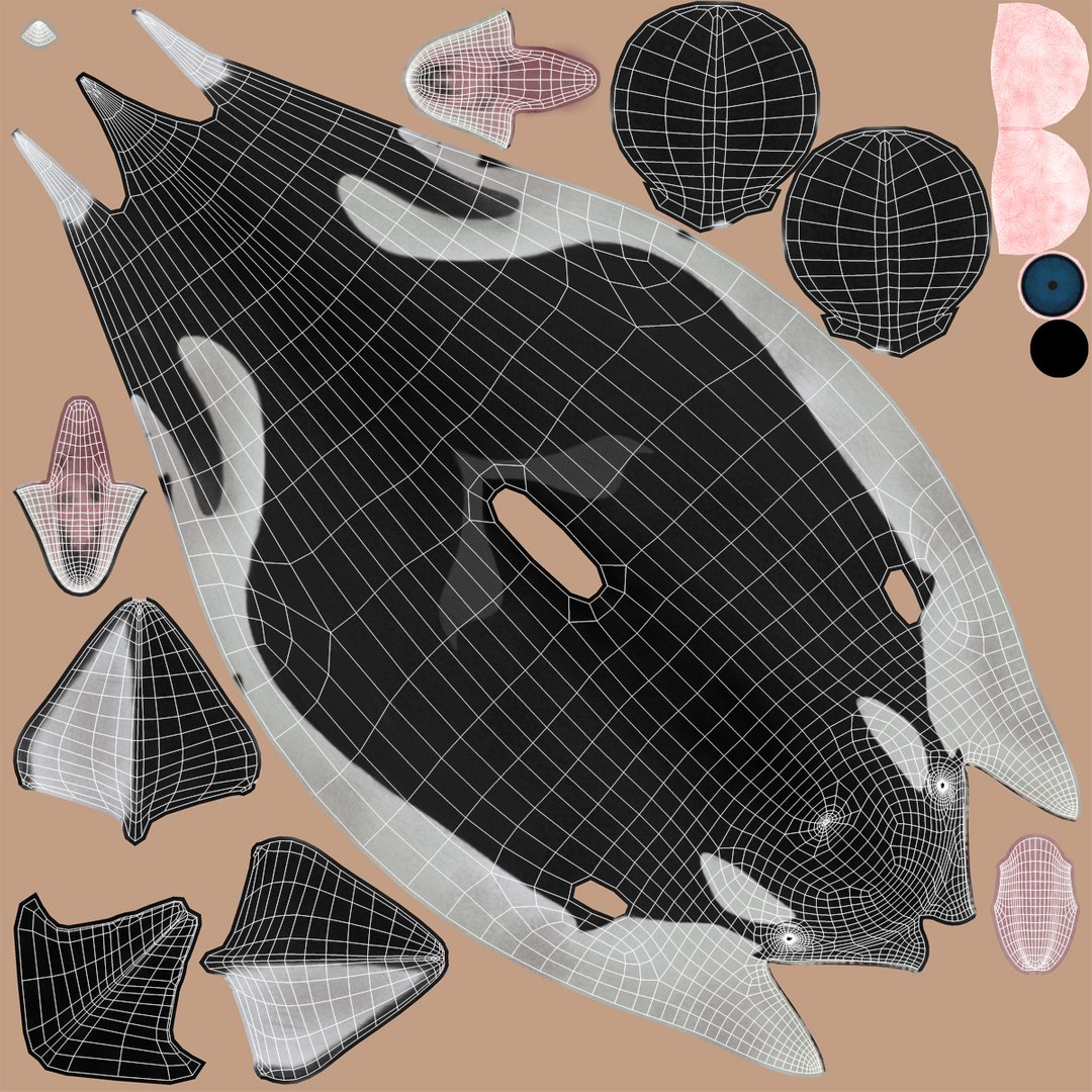 3d orcinus orca killer whale model