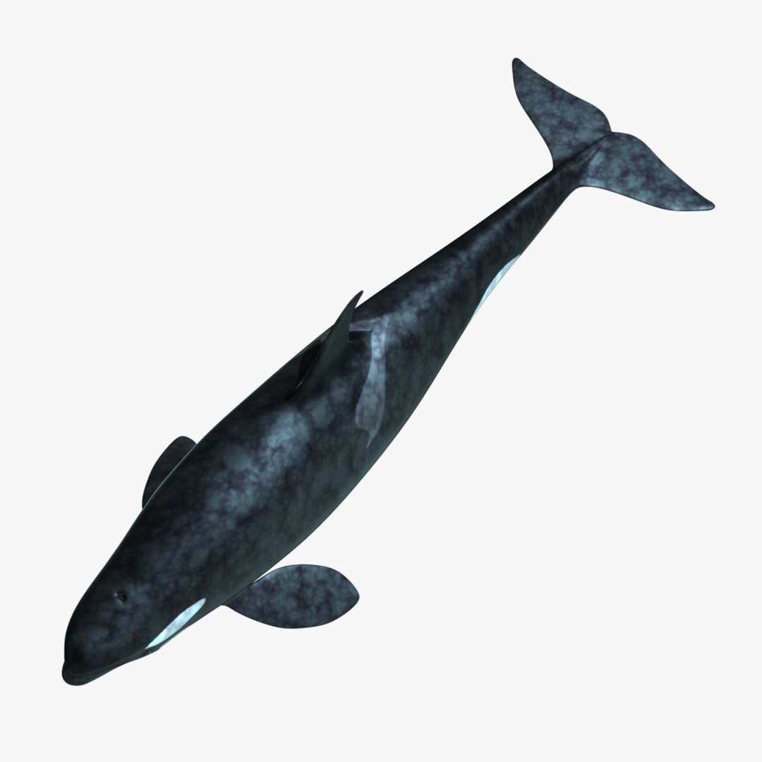 3d orcinus orca killer whale model