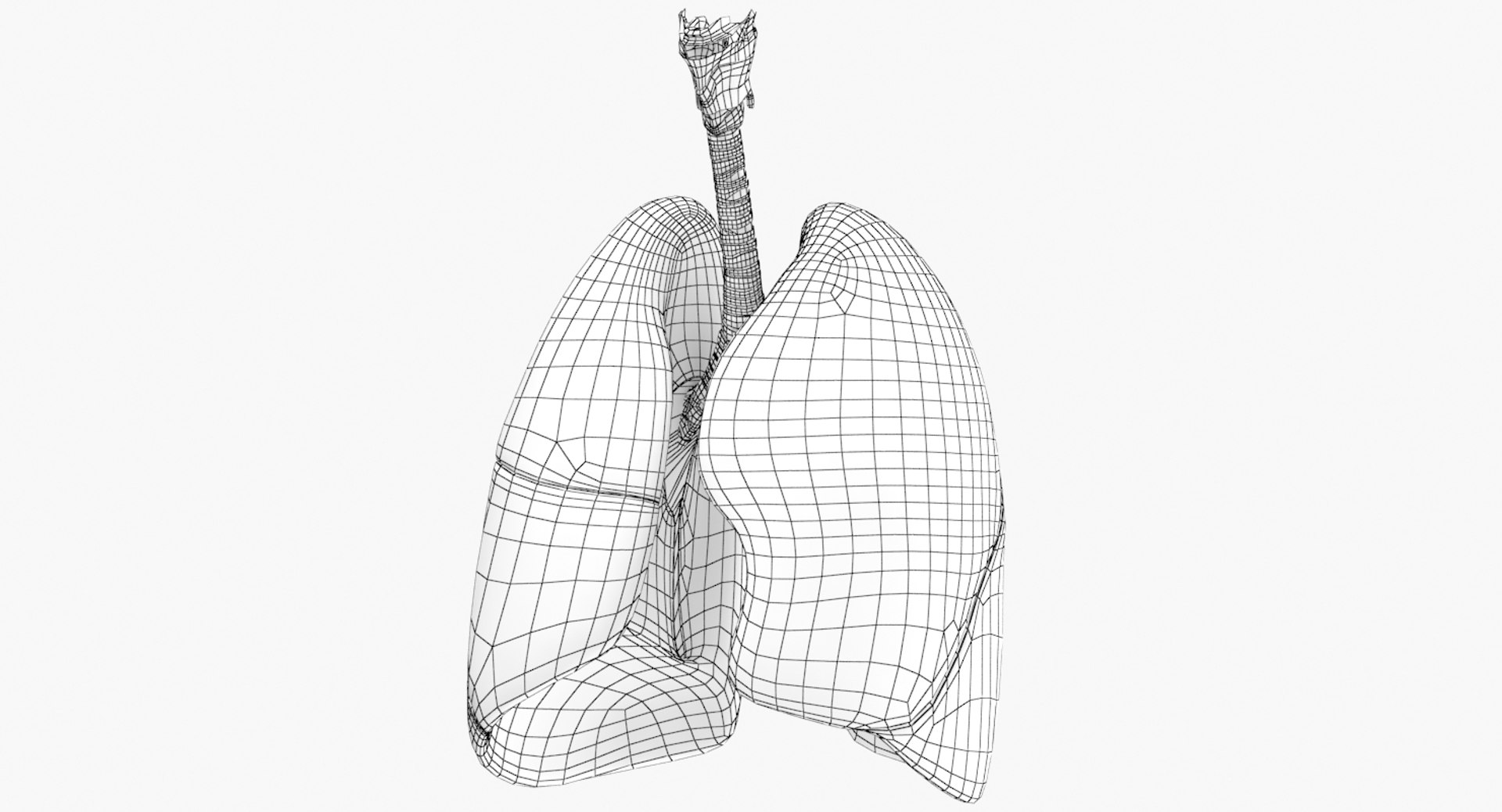 3d Respiratory Anatomy Model