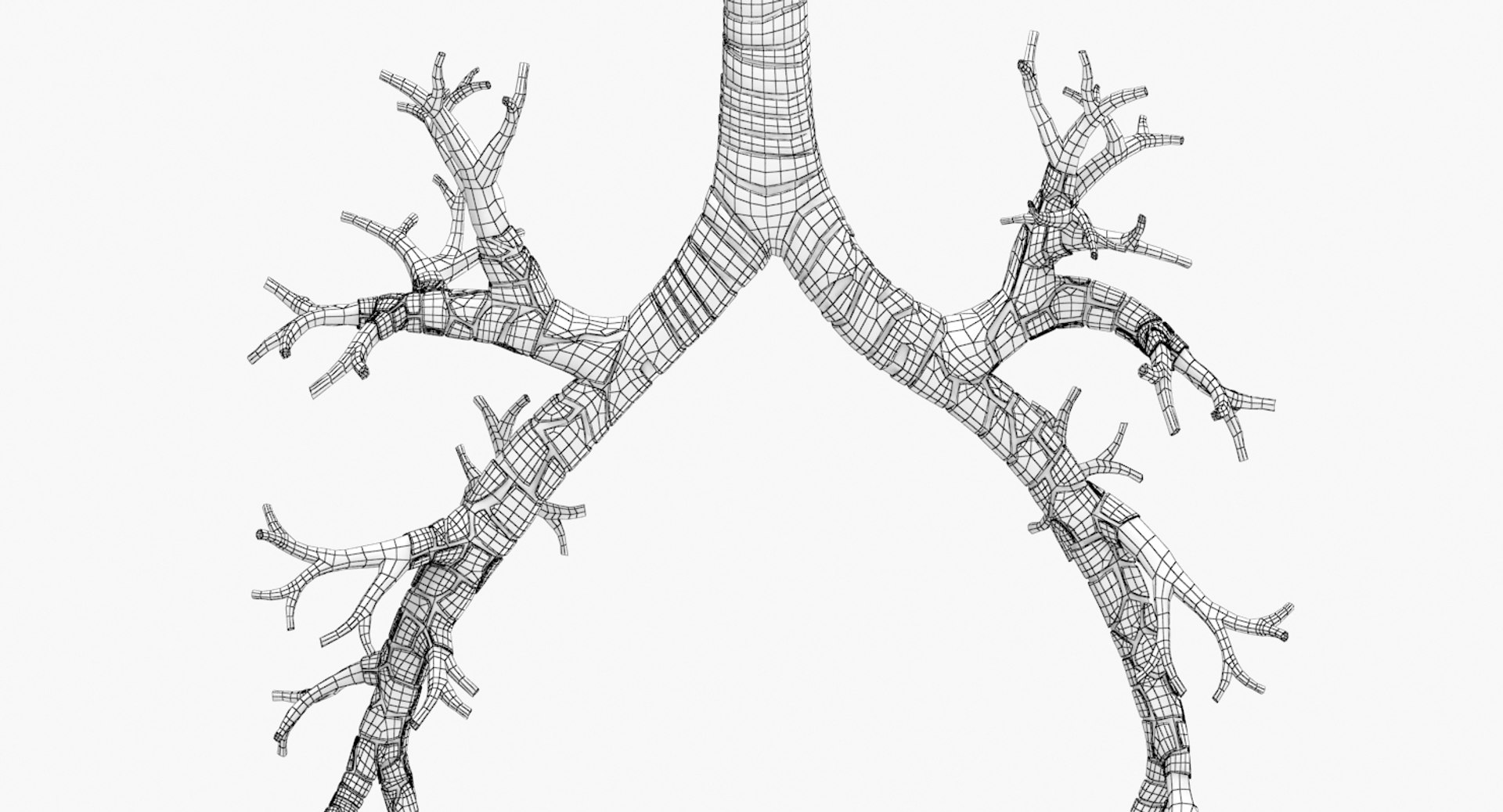 3d Respiratory Anatomy Model