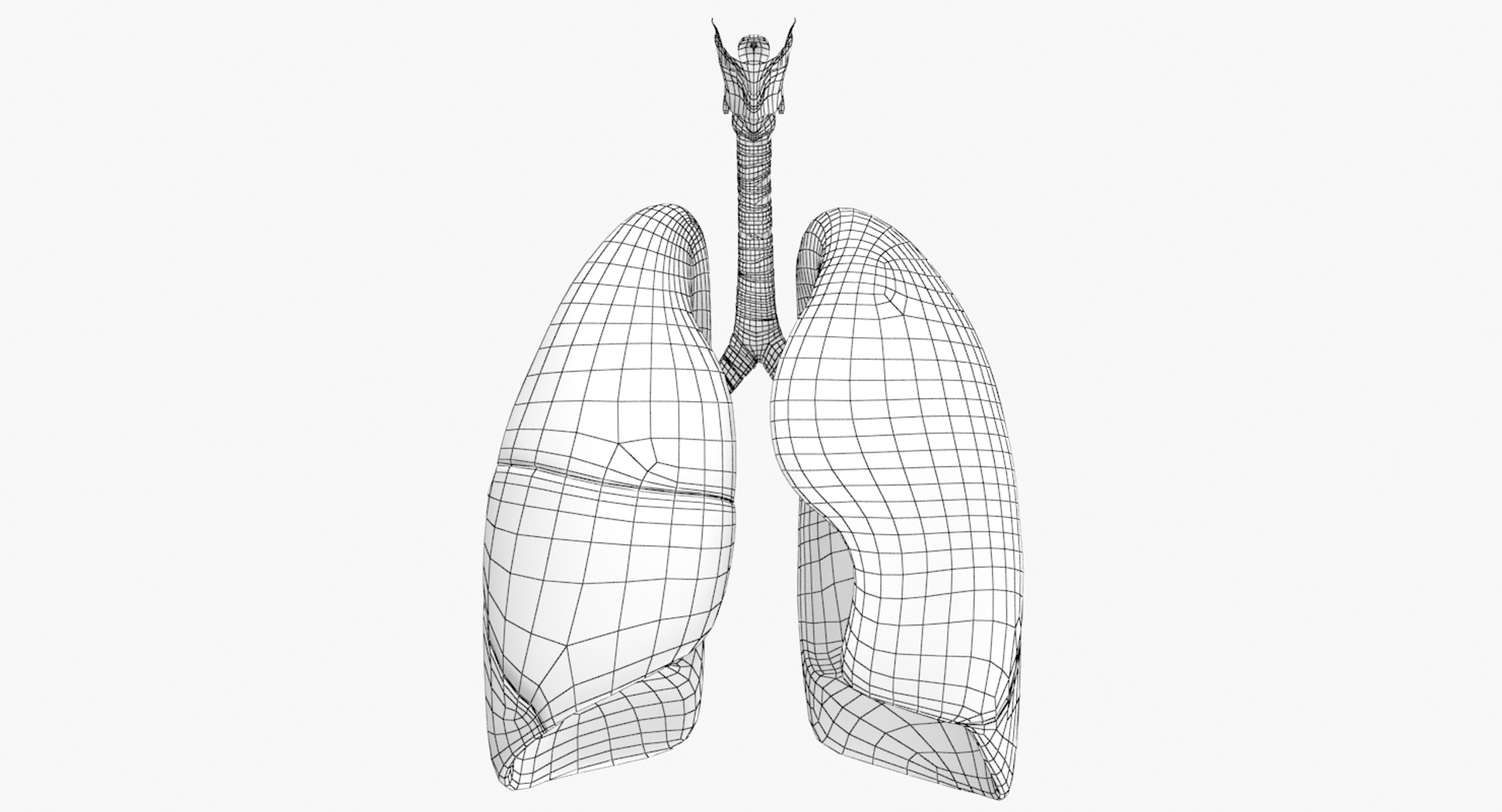 3d Respiratory Anatomy Model