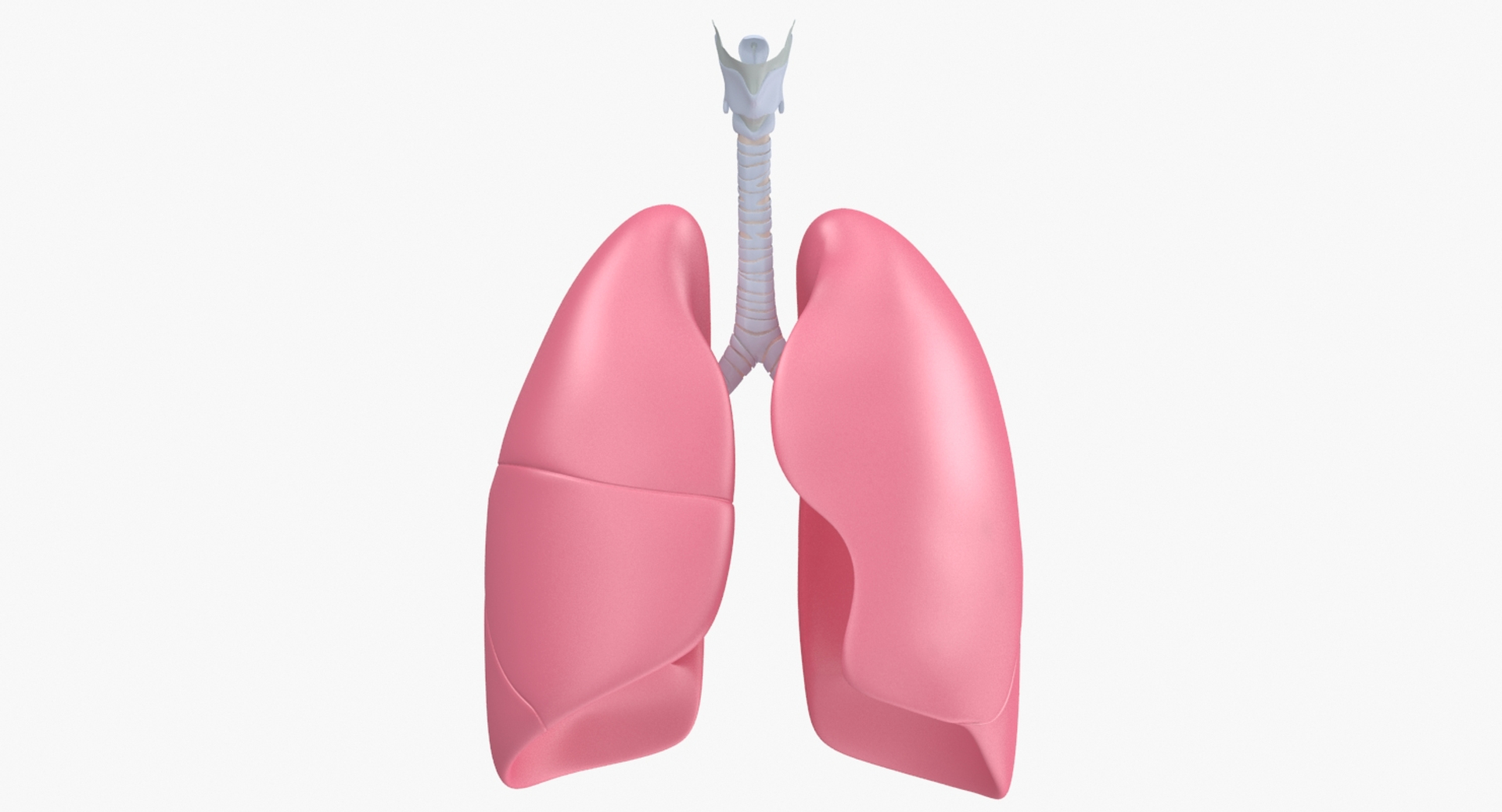 3d Respiratory Anatomy Model