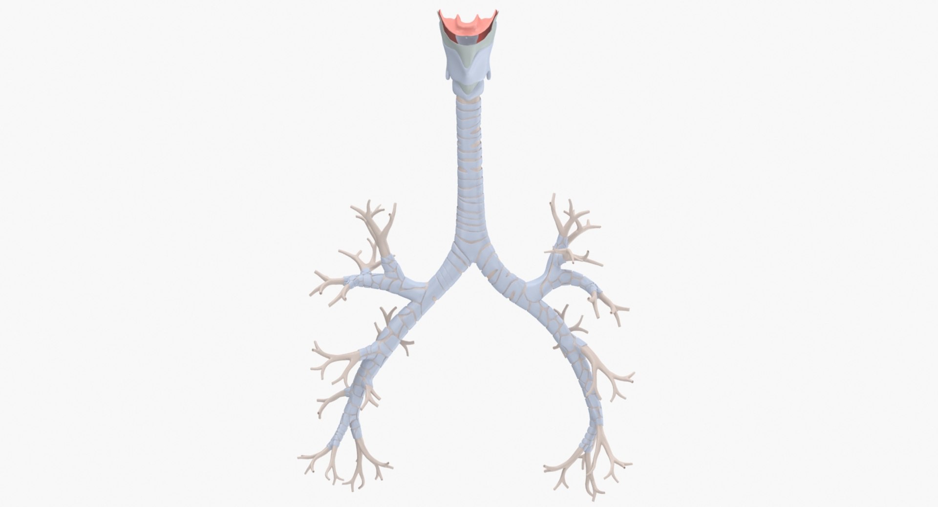 3d Respiratory Anatomy Model