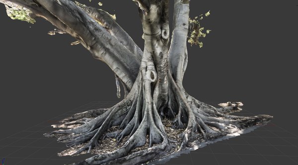 Tree SketchUp Models for Download | TurboSquid