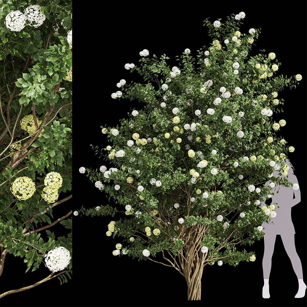 3D Viburnum Opulus Roseum Tall - TurboSquid 2241939