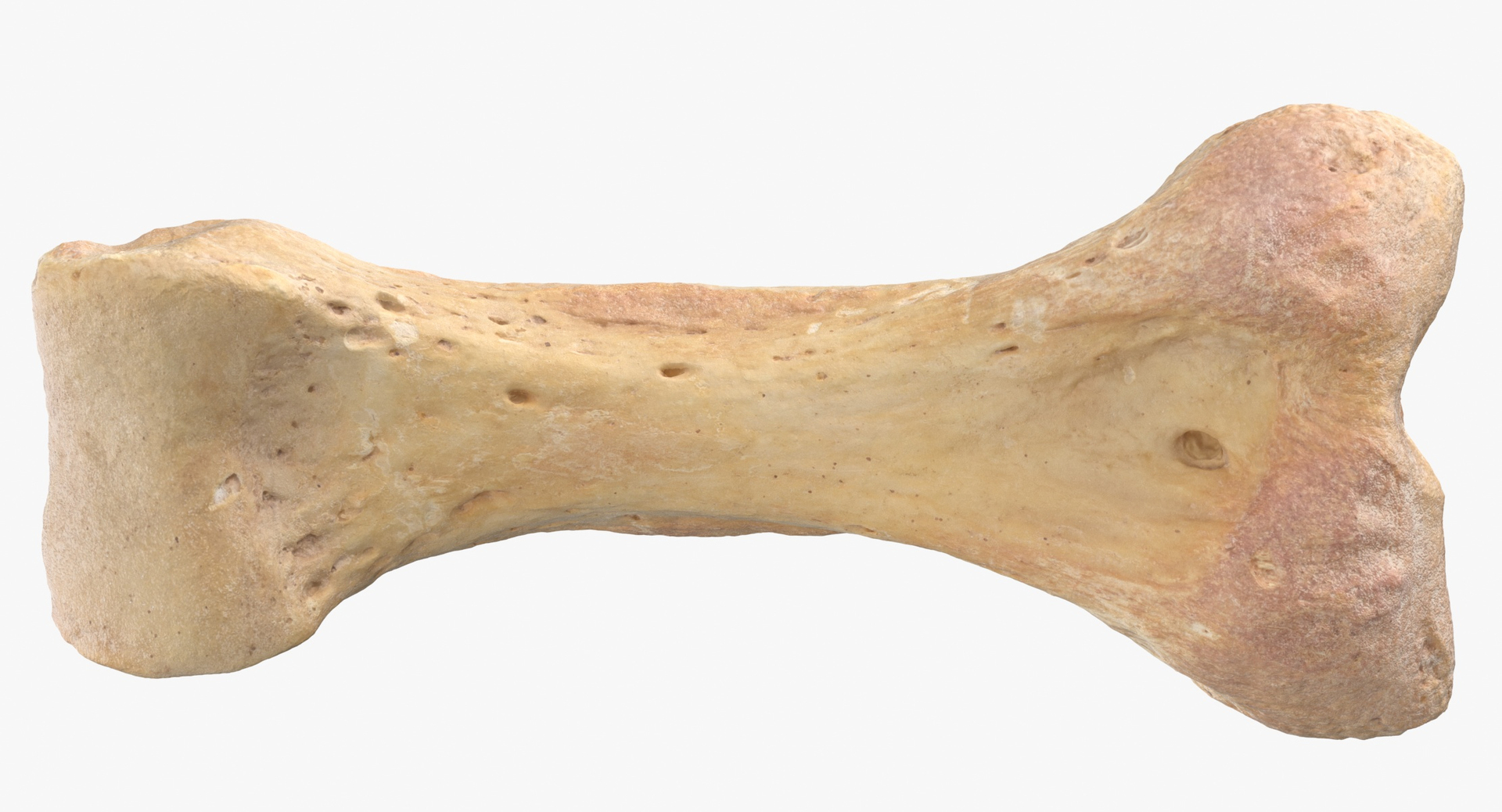 Proximal Phalanx Bone Fourth 3D Model - TurboSquid 1522139