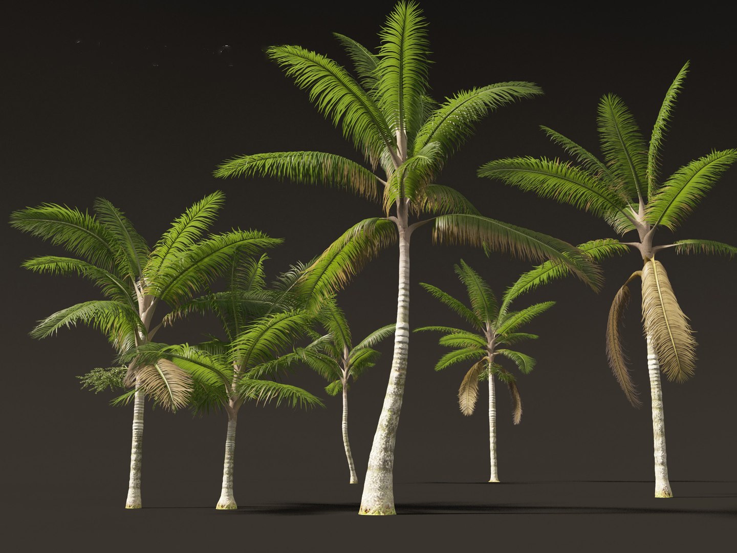 Acanthophoenix Crinita - White Barbel Palm Model - TurboSquid 2123221
