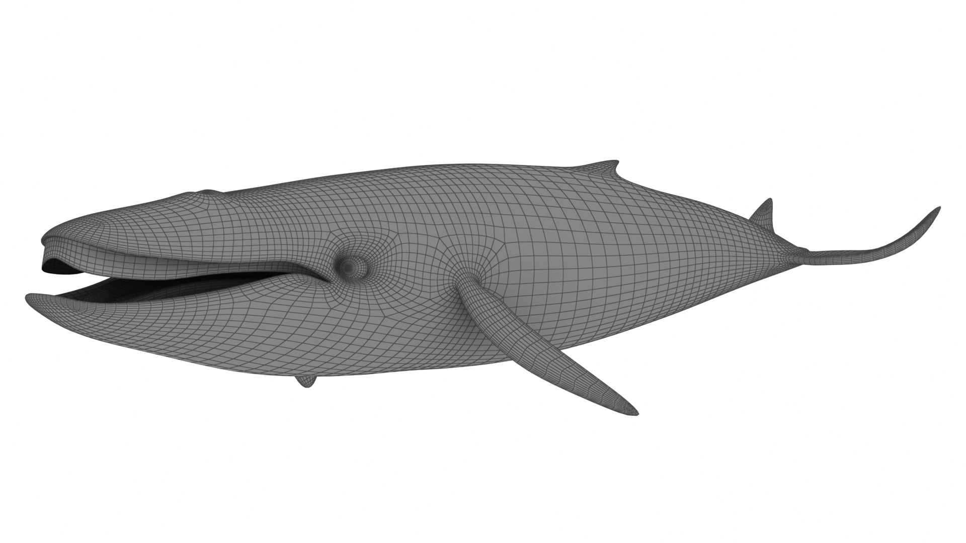 Cartoon Blue Whale 3D Model - TurboSquid 2095736