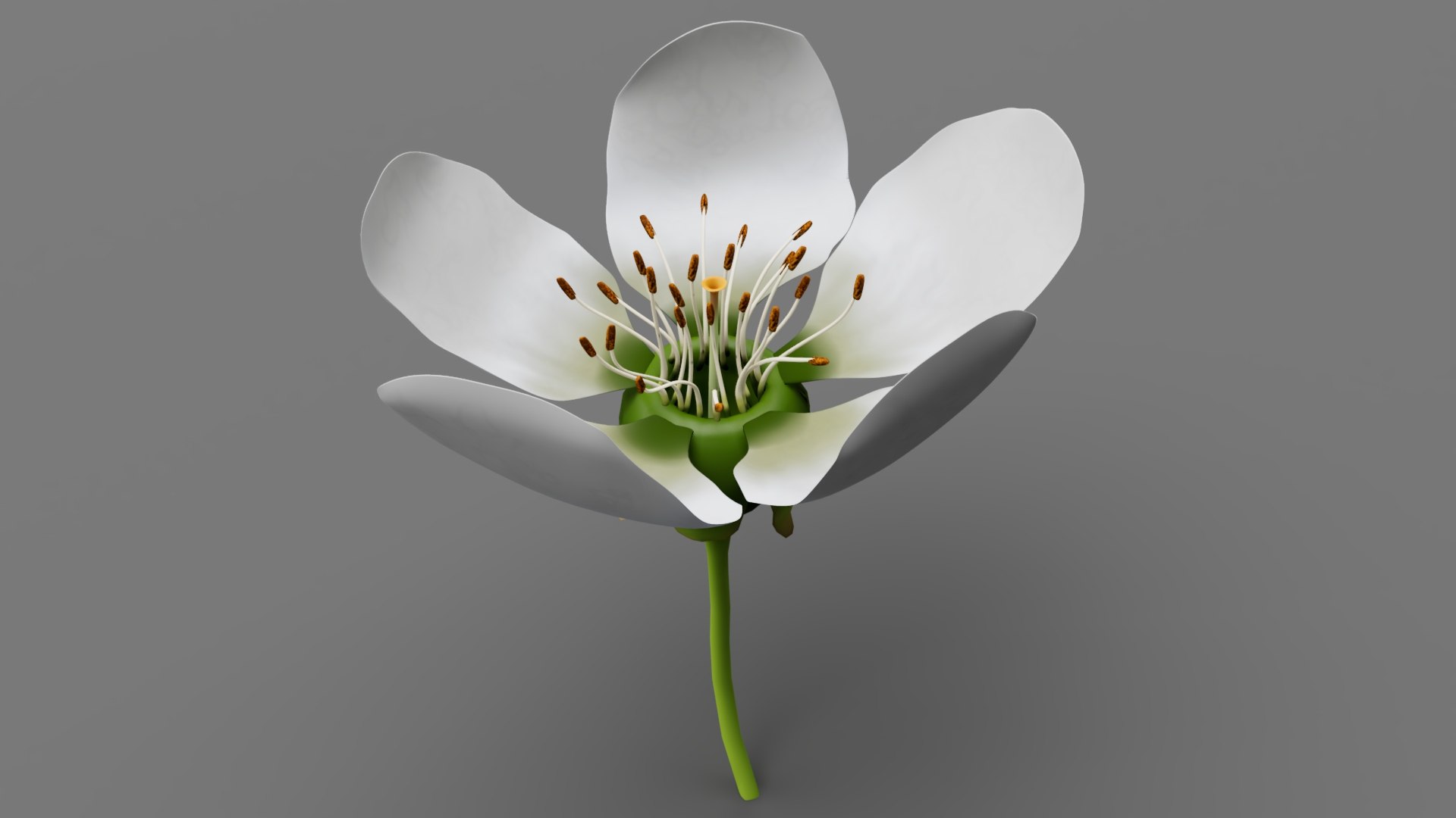 3D Lily Flower - TurboSquid 2013937