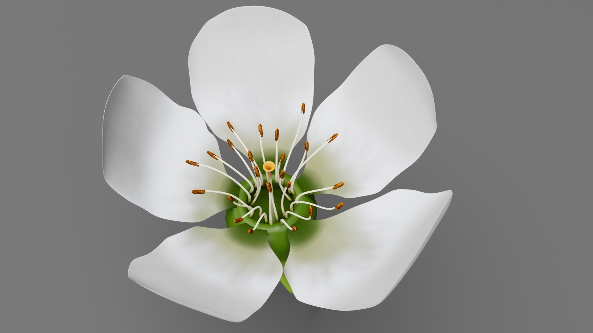 3D Lily Flower - TurboSquid 2013937