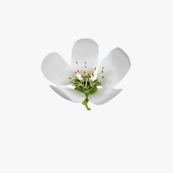 3D Lily flower - TurboSquid 2013937