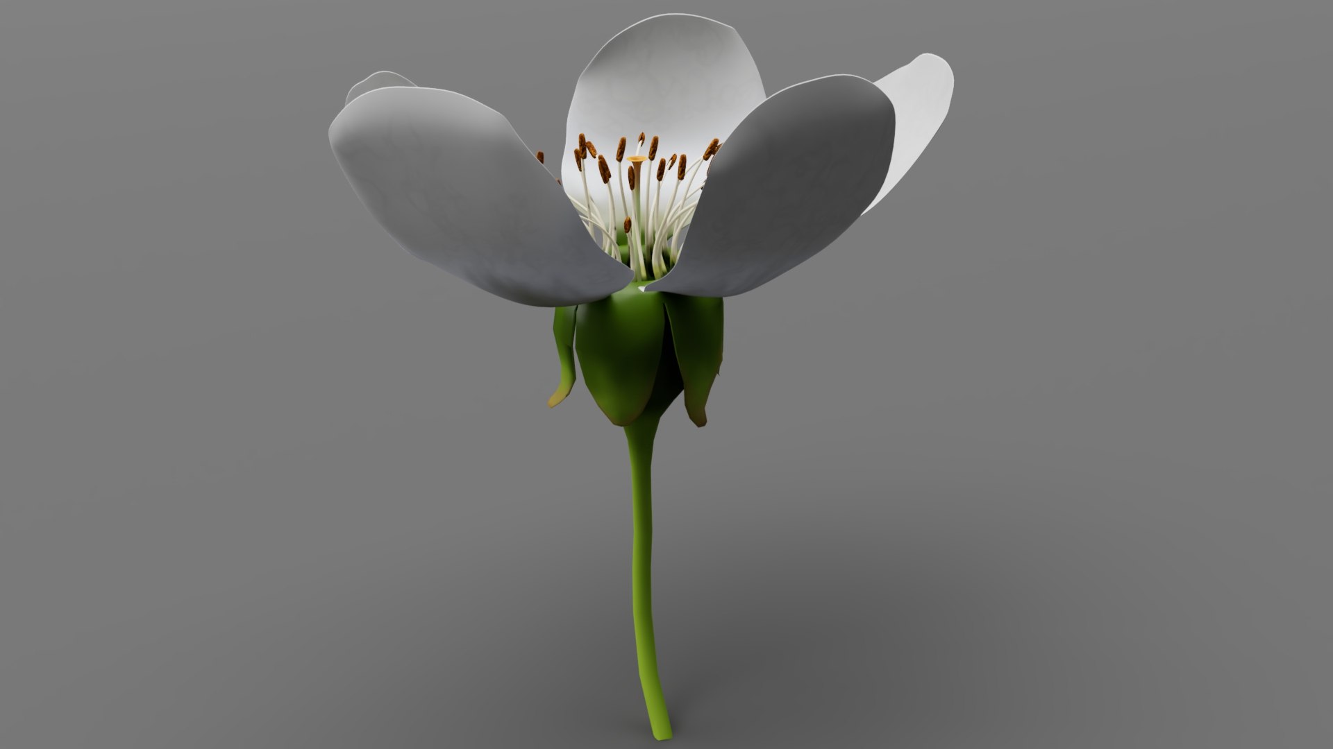 3D Lily Flower - TurboSquid 2013937