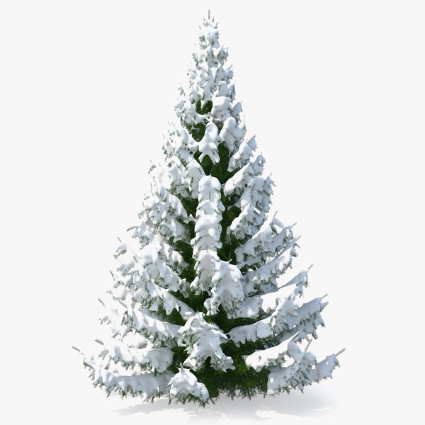 3D white spruce tree model - TurboSquid 1434862