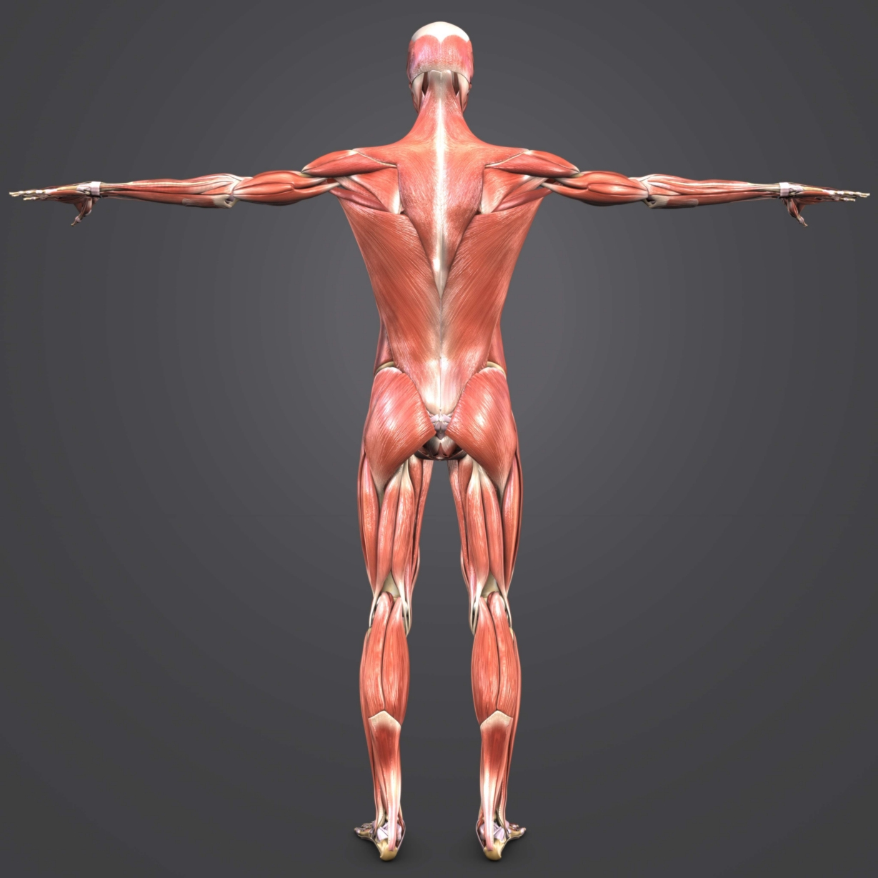 modelo 3d Músculos y esqueleto con cuerpo natural. - TurboSquid 1319791