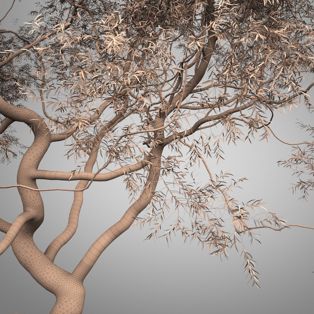 Eucalyptus Tree Hq Max