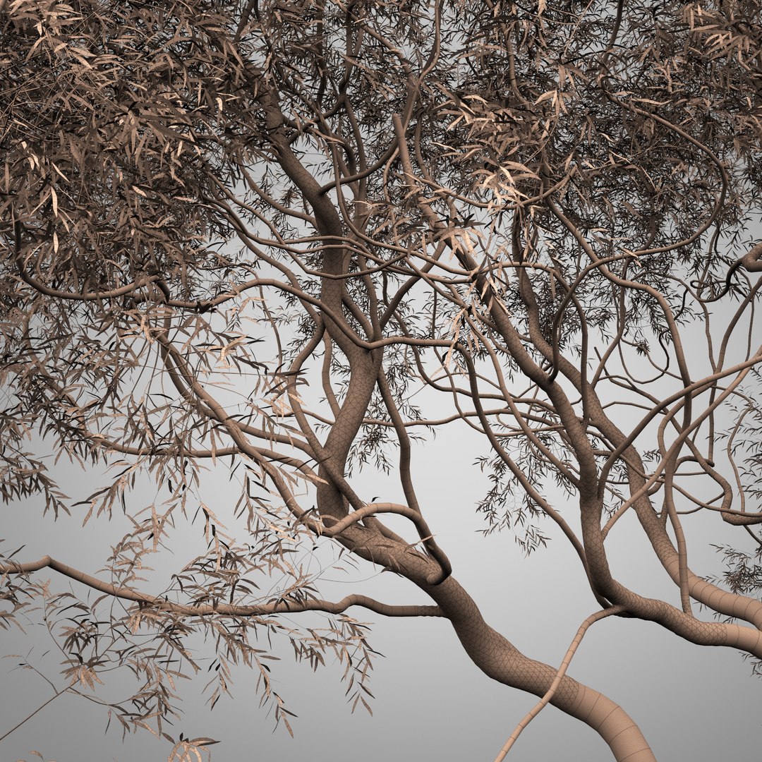 Eucalyptus Tree Hq Max