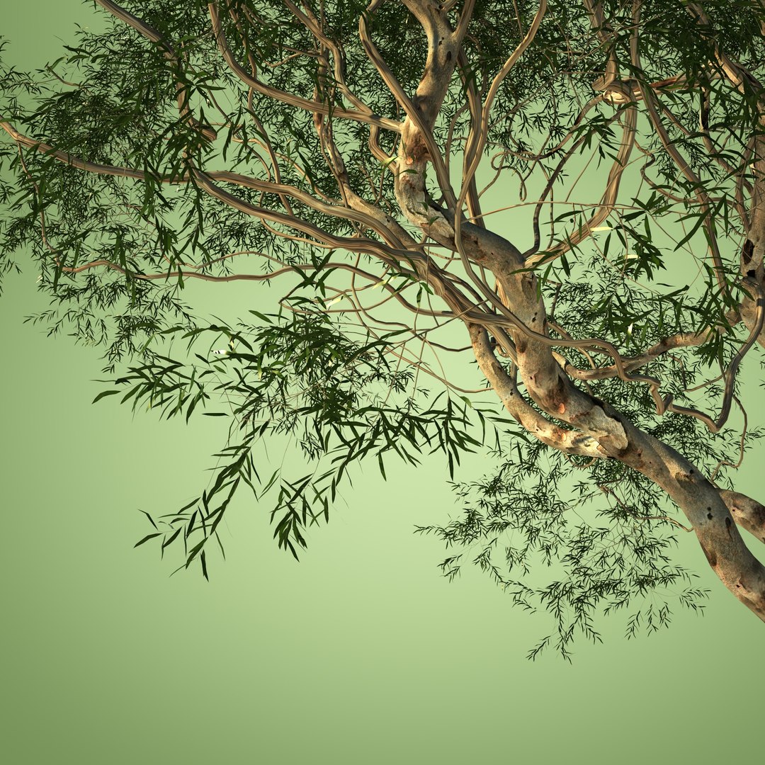Eucalyptus Tree Hq Max
