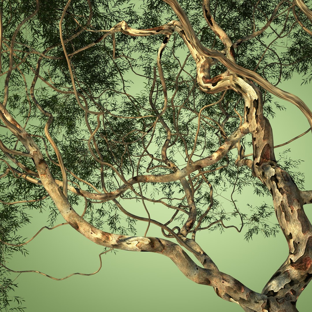 Eucalyptus Tree Hq Max