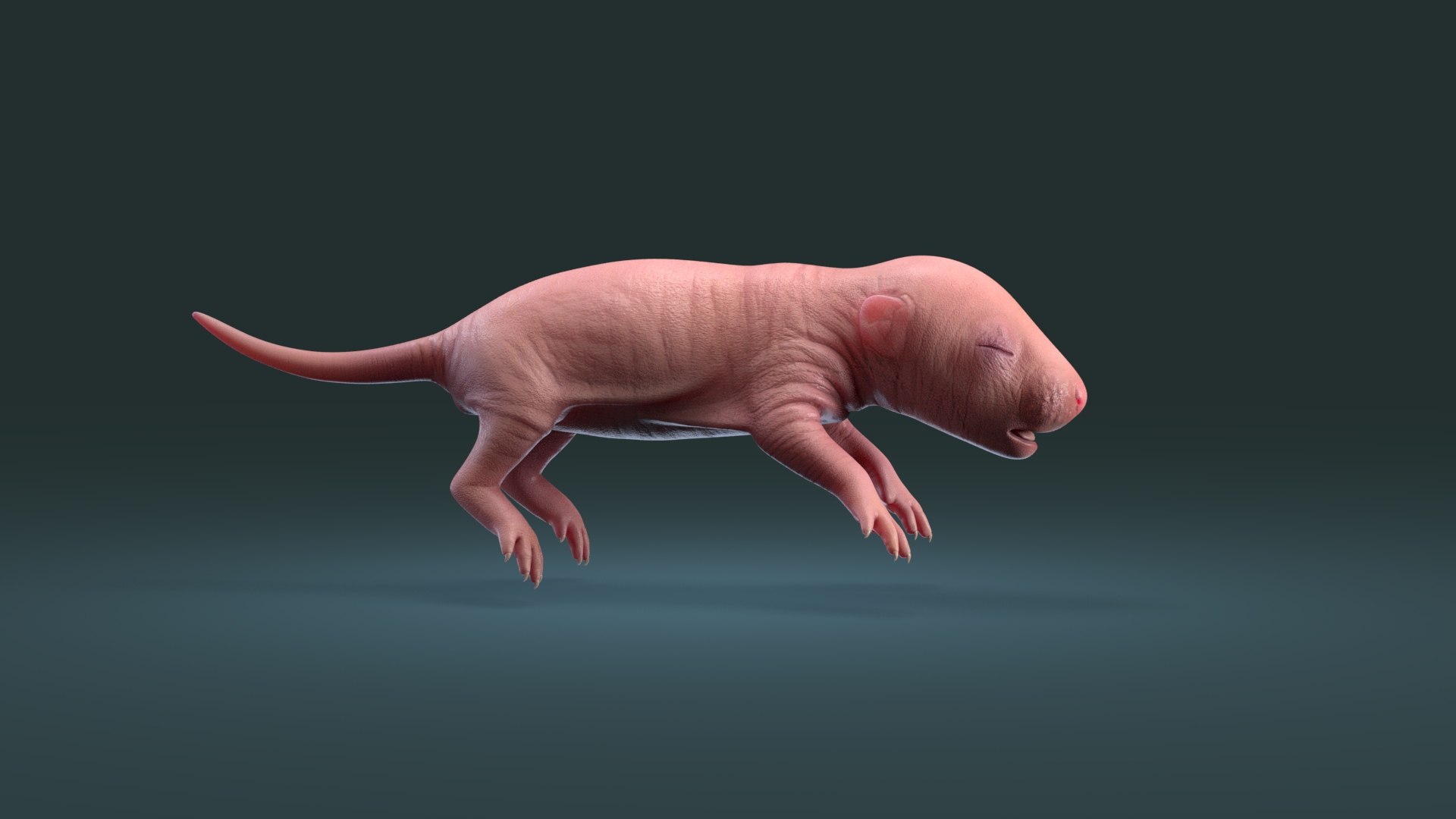 Rat baby newborn model - TurboSquid 1471874