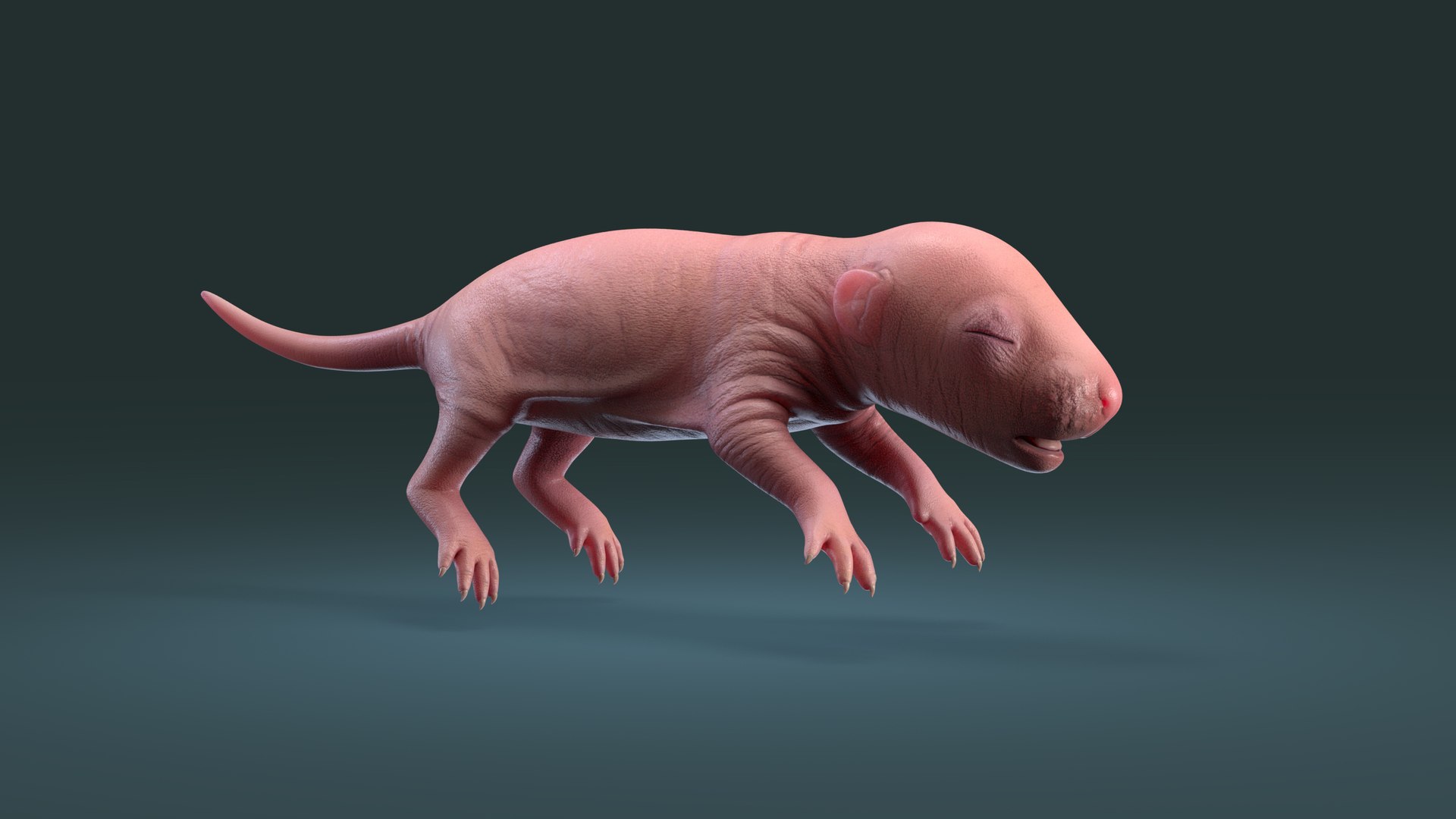 Rat Baby Newborn Model - TurboSquid 1471874