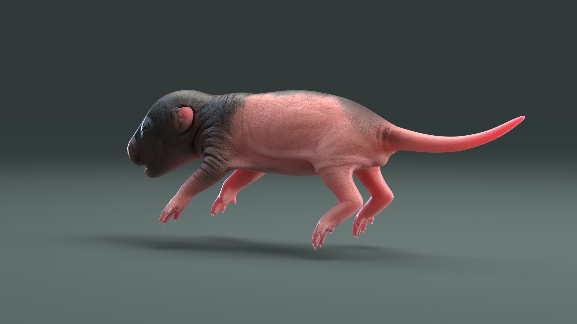 Rat baby newborn model - TurboSquid 1471874
