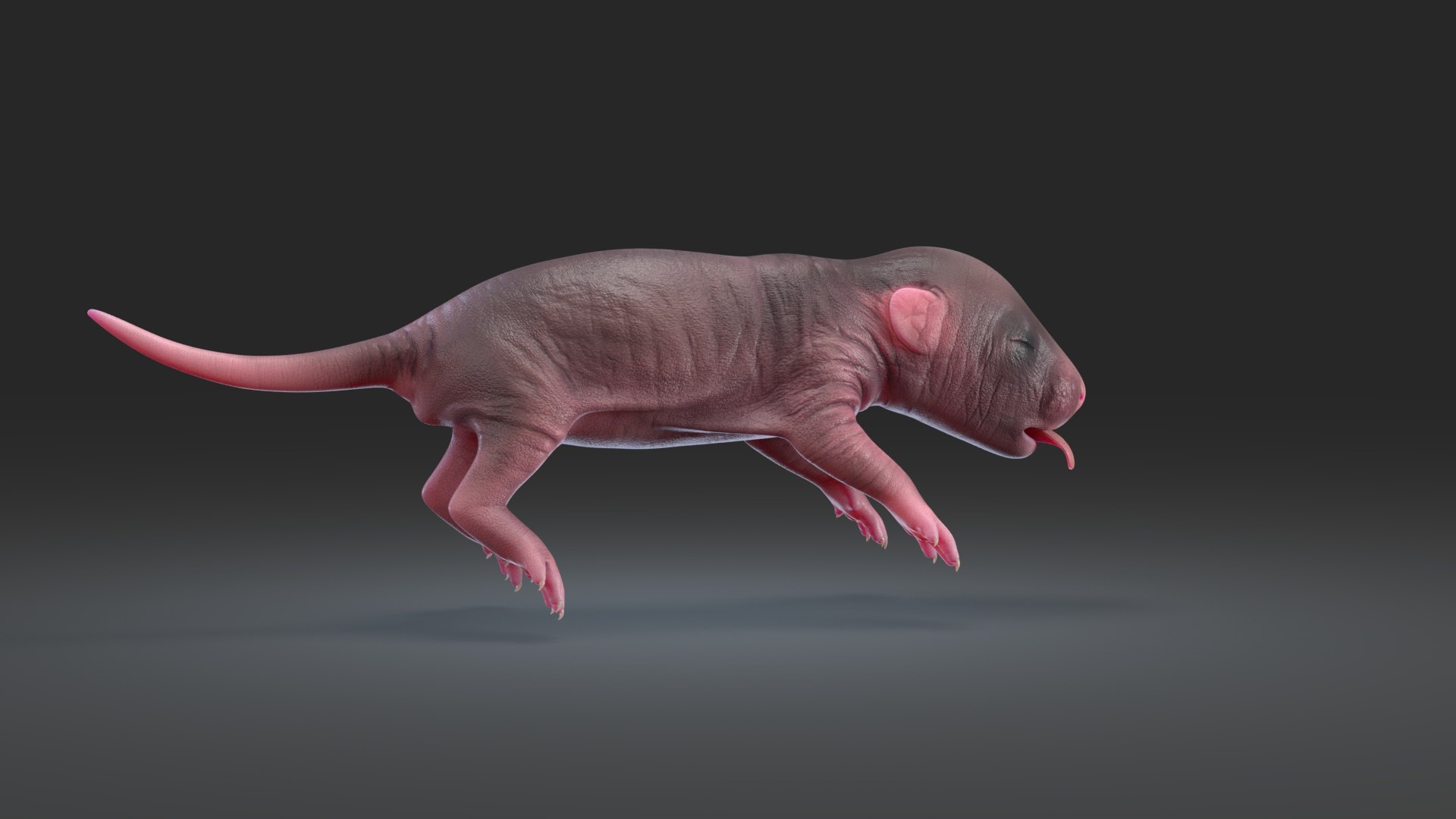 Rat baby newborn model - TurboSquid 1471874