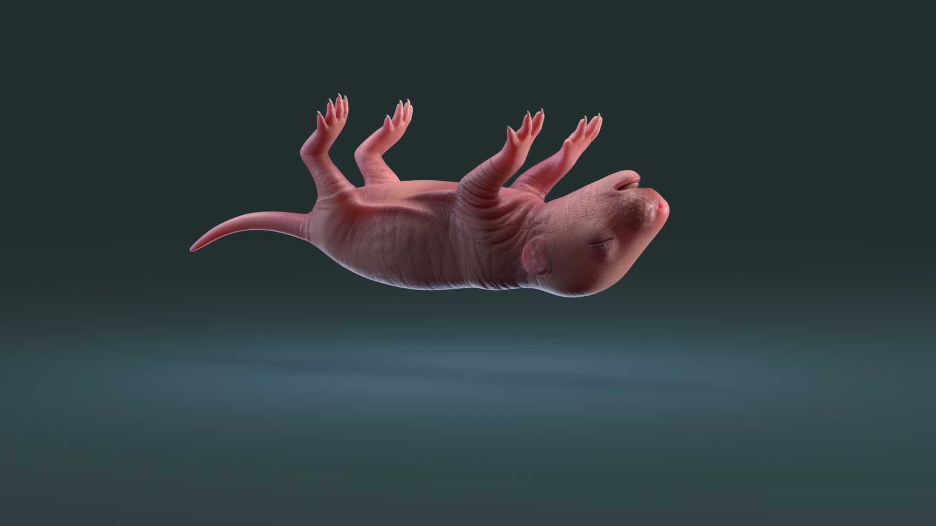 Rat baby newborn model - TurboSquid 1471874