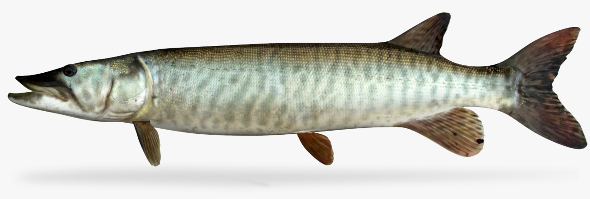3D muskellunge - TurboSquid 1180102