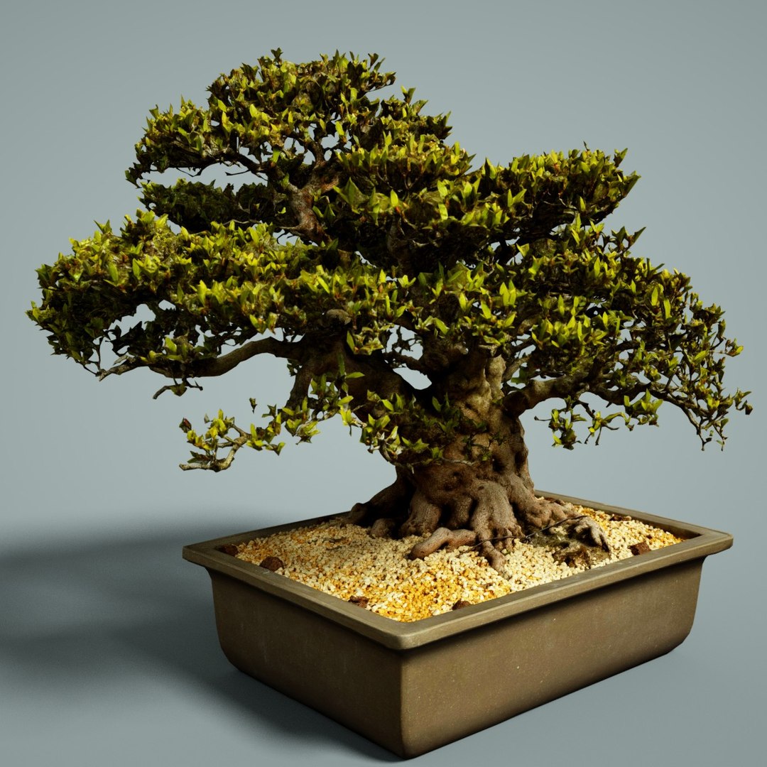 3D Bonsai Tree Satsuki - TurboSquid 1154342