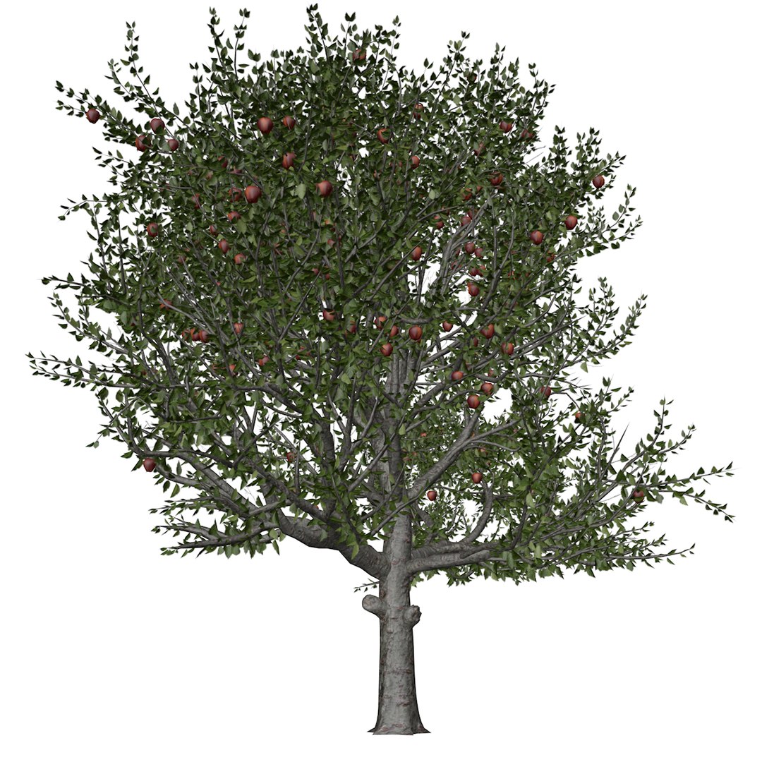 Red Delicious Apple Tree - 02 - 3D - TurboSquid 2377646