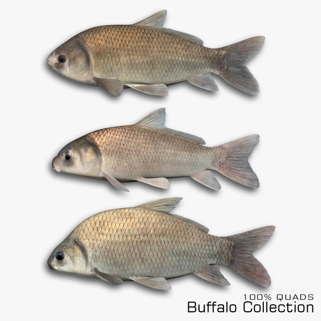 3D Buffalo Collection - TurboSquid 1816840