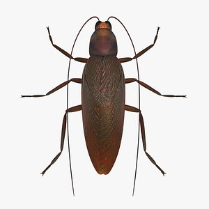 Cockroach 3D Models for Download | TurboSquid