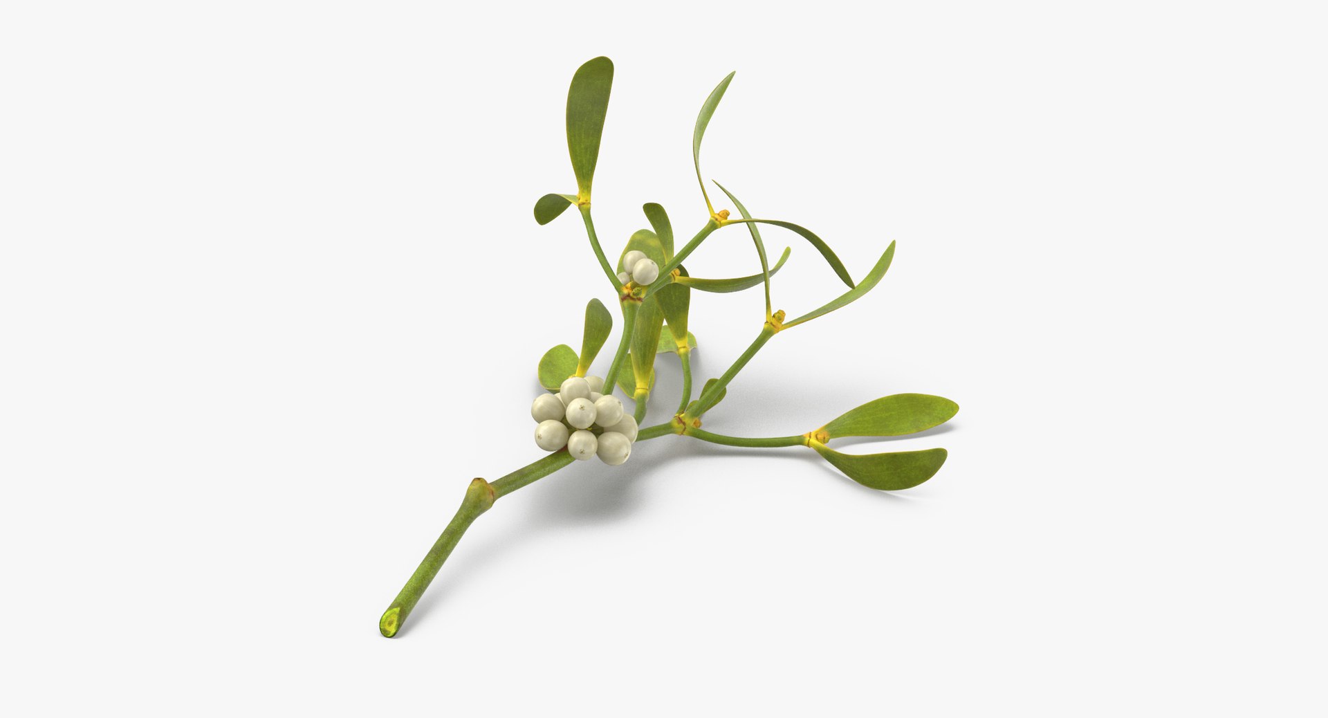 max mistletoe ribbon