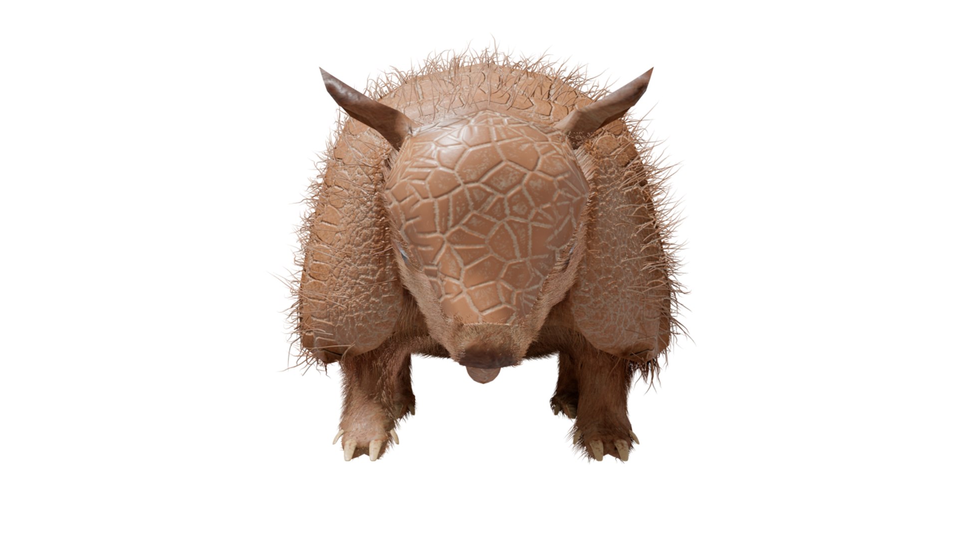 Free Armadillo Andean Model - TurboSquid 1732536