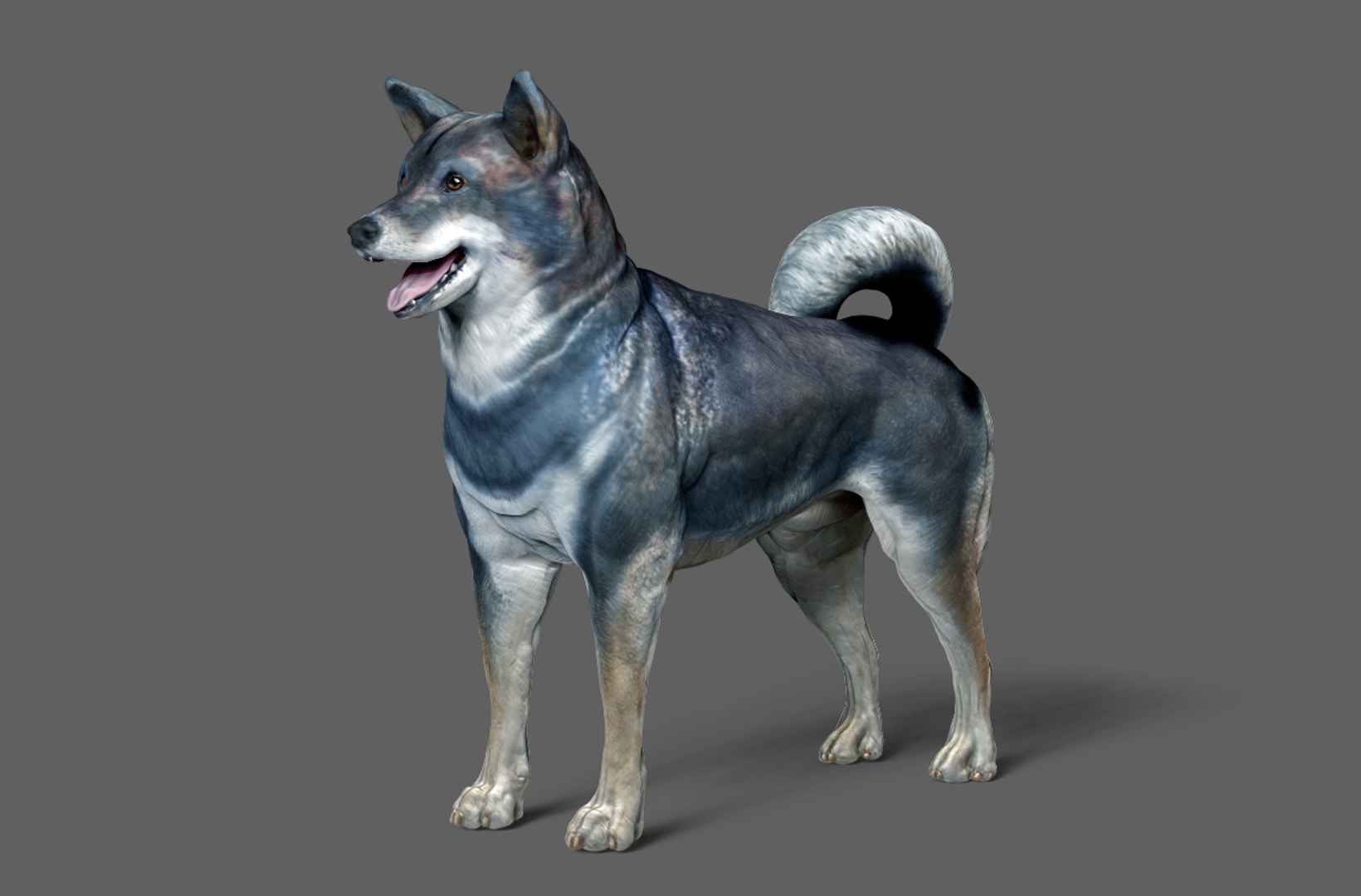 3D Model Dog Shiba Inu - TurboSquid 1448015