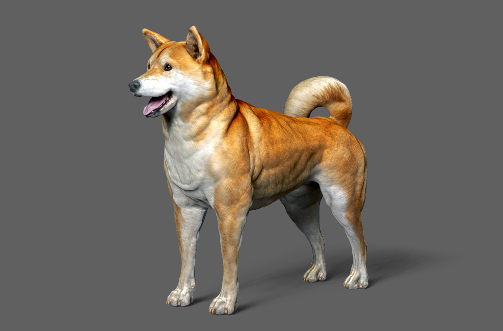 3D model dog shiba inu - TurboSquid 1448015