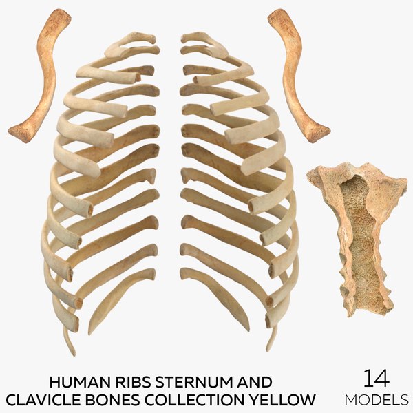 Free 3D Rib-Cage Models | TurboSquid