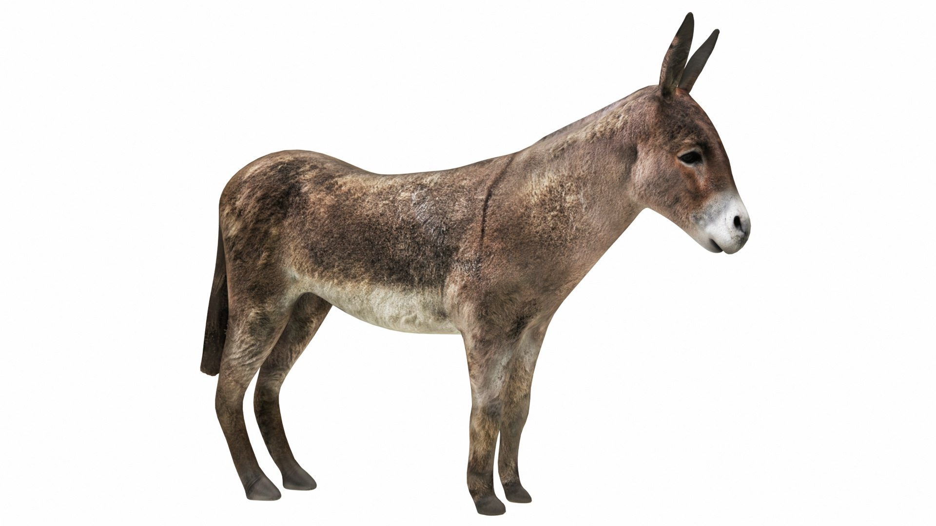 Donkey Gray And Brown 3D - TurboSquid 2328772