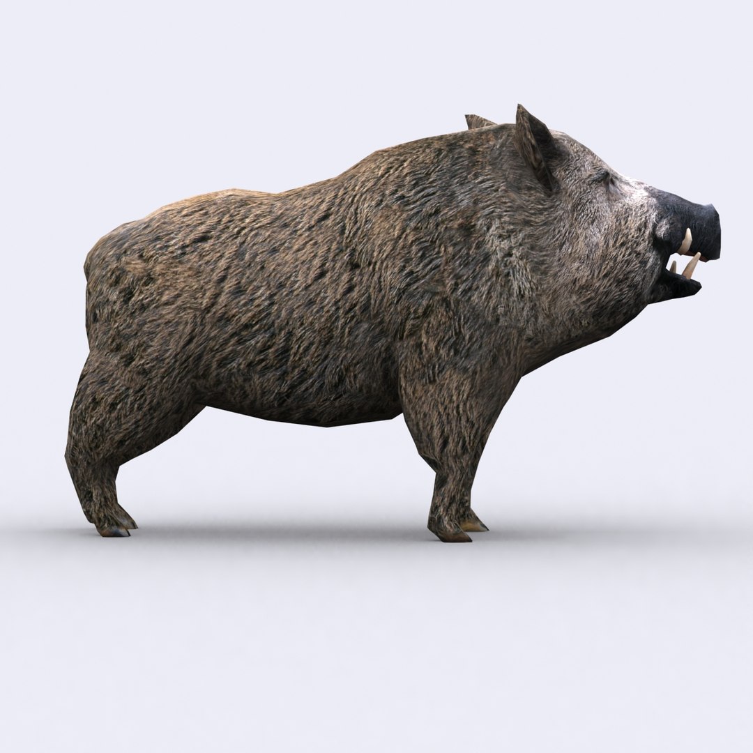- boar animations wild 3d model