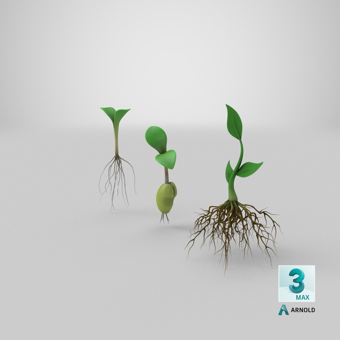 3D model plant roots - TurboSquid 1657225
