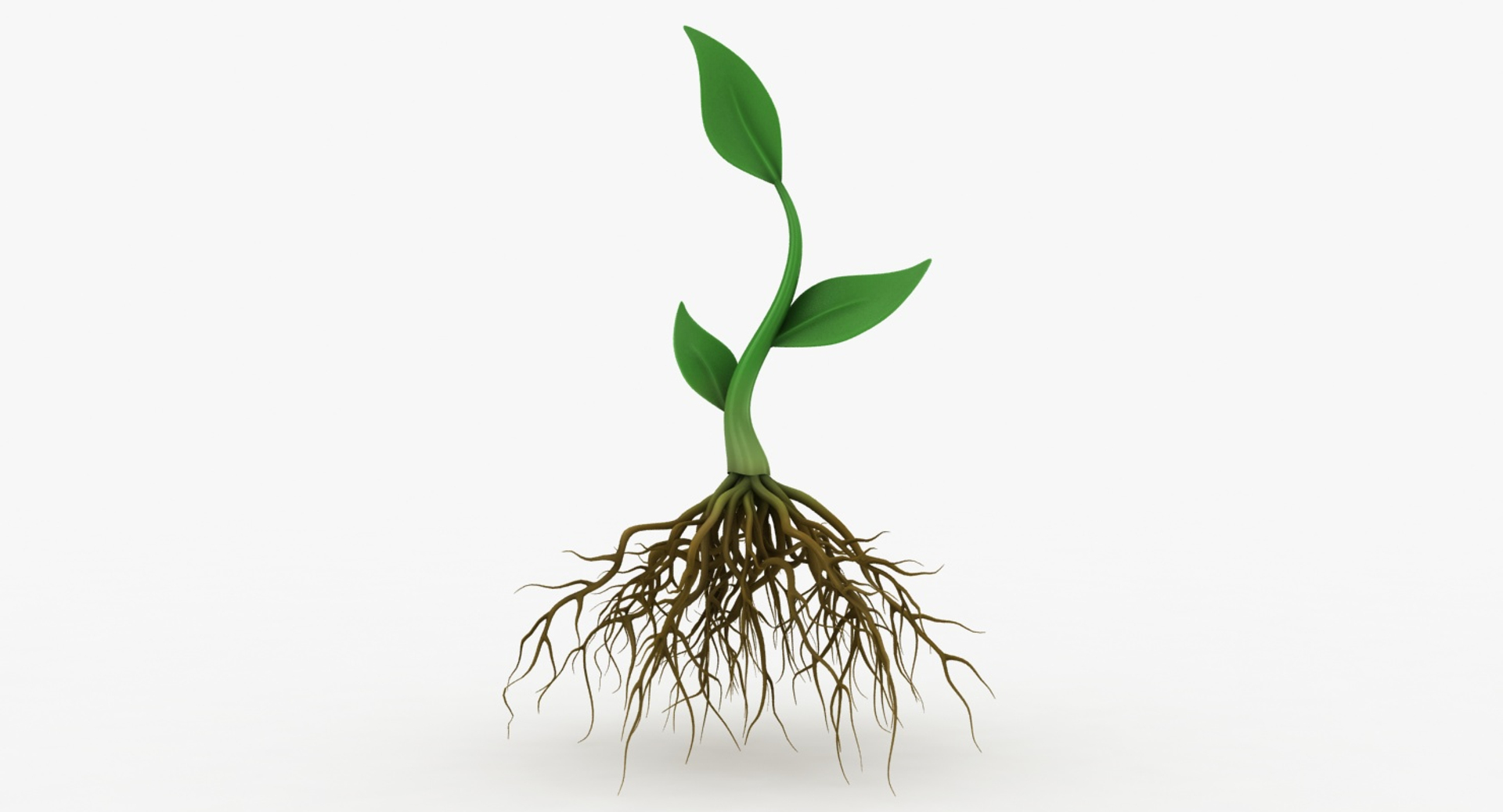 3D Model Plant Roots - TurboSquid 1657225