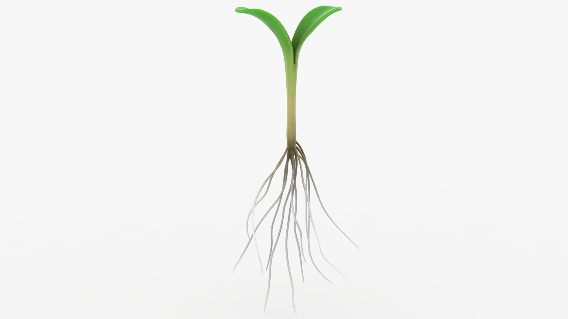 3D model plant roots - TurboSquid 1657225